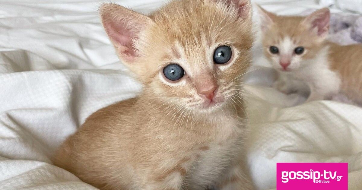 Βρήκες νεογέννητο γατάκι; 5 συμβουλές για να το φροντίσεις | Gossip-tv.gr