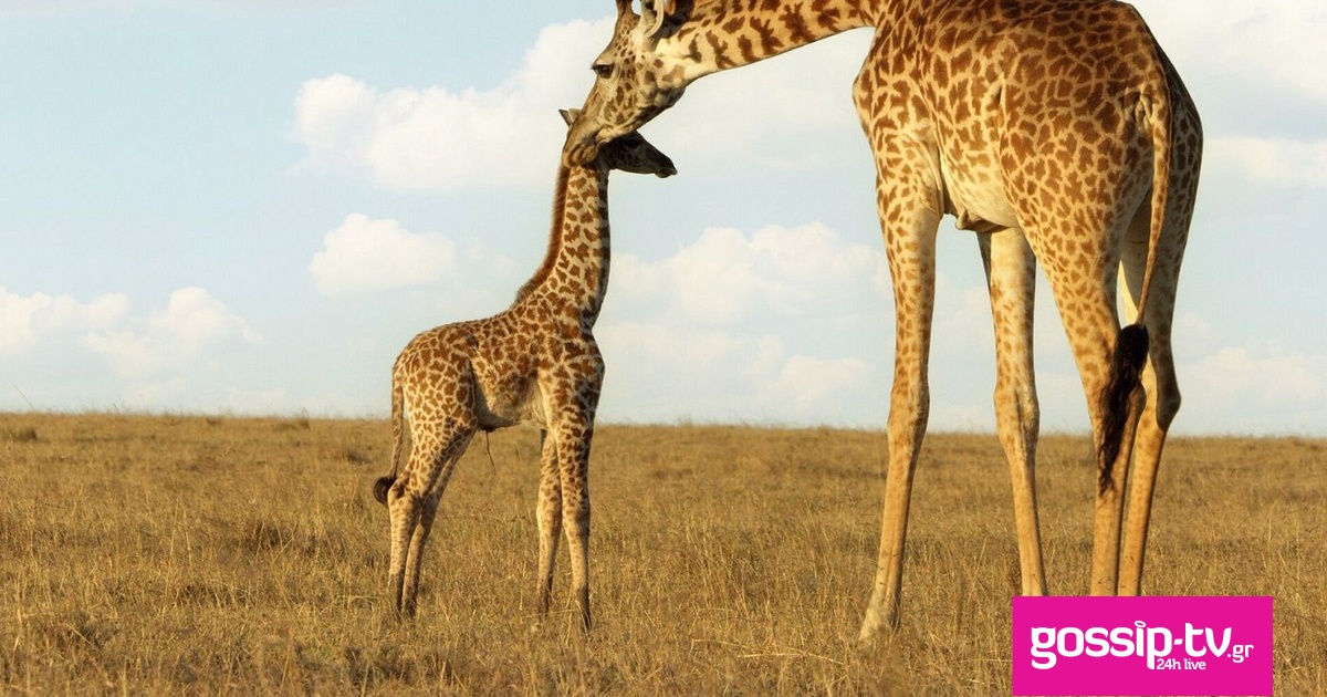 Serengeti: Μία εντυπωσιακή σειρά ντοκιμαντέρ του BBC σε Α’ Τηλεοπτική ...